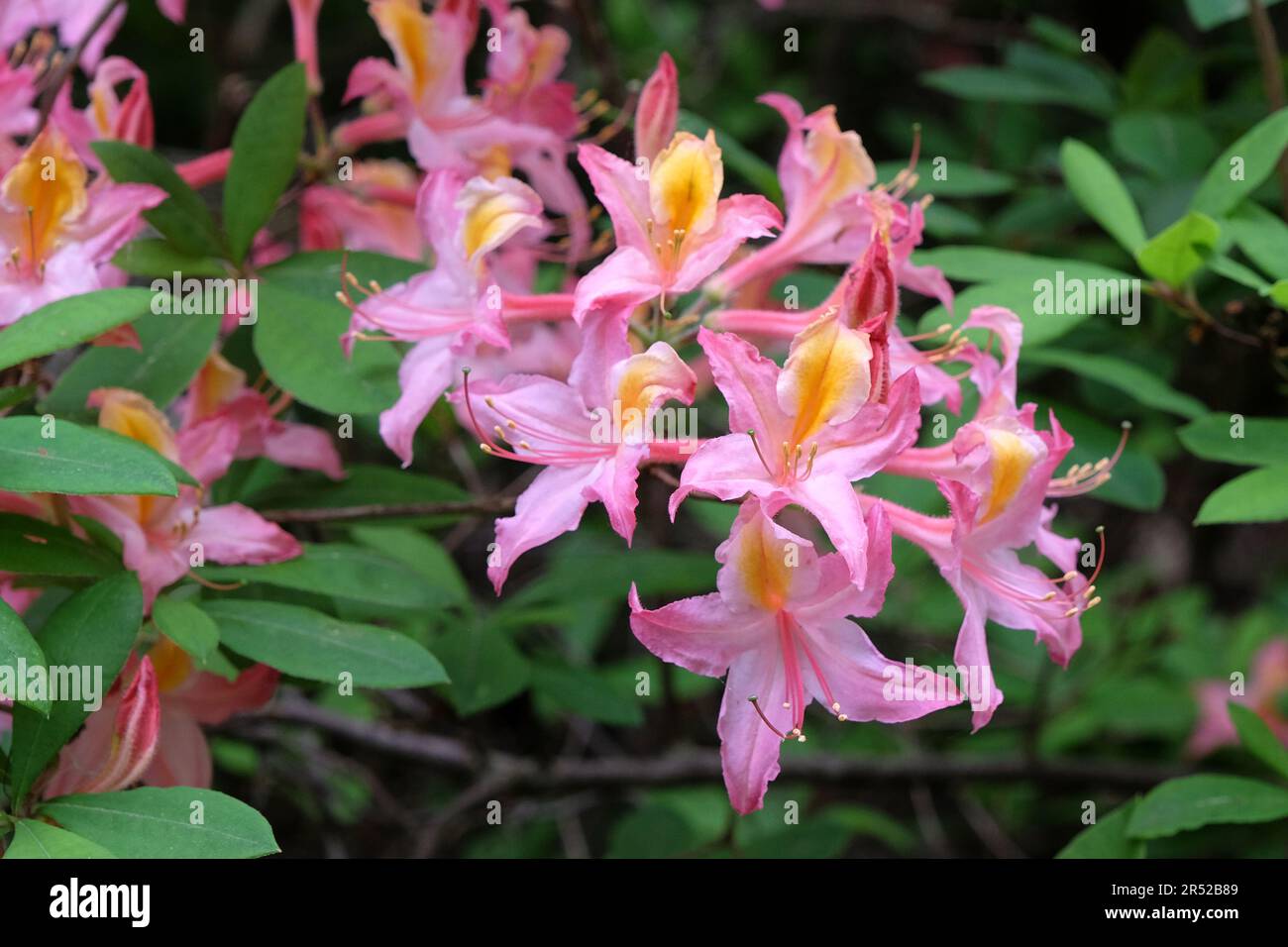 Rhododendron occidentale, commonly known as Western Azalea 'Irene ...