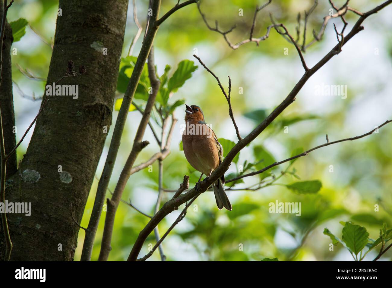 Singing chaffinch hi-res stock photography and images - Alamy