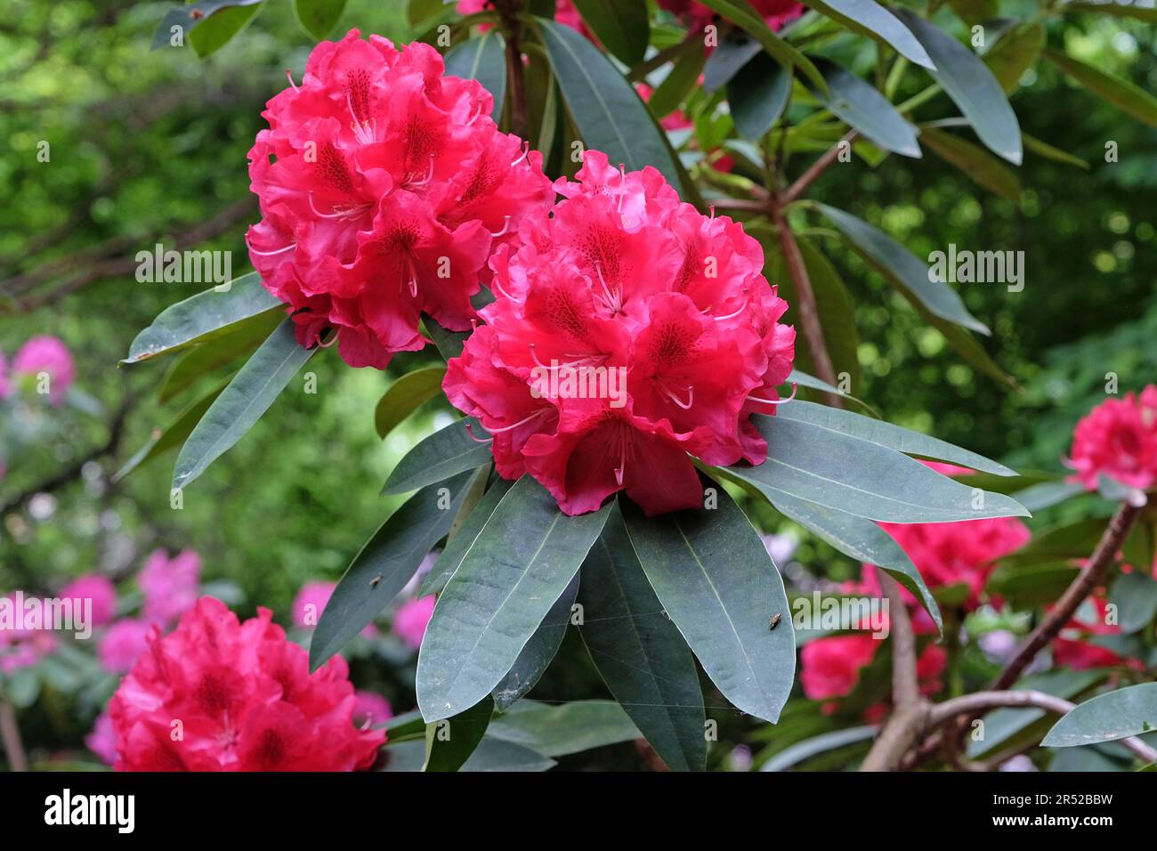 Rhododendron 'Wilgen's Ruby' in flower Stock Photo - Alamy