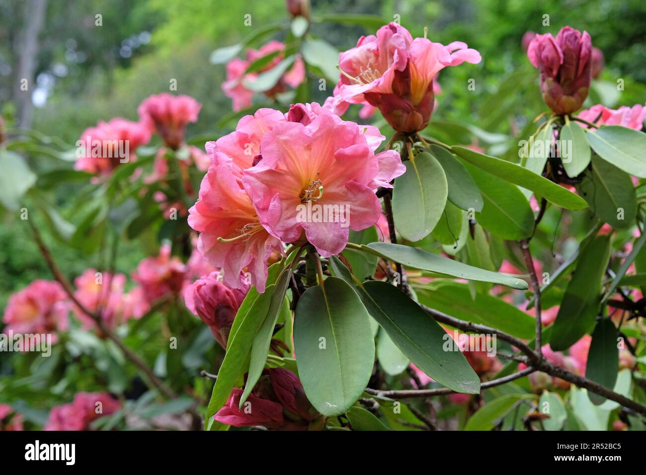 Bachs choir hi-res stock photography and images - Alamy