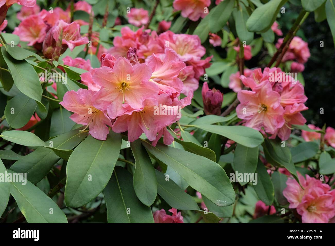Bachs choir hi-res stock photography and images - Alamy