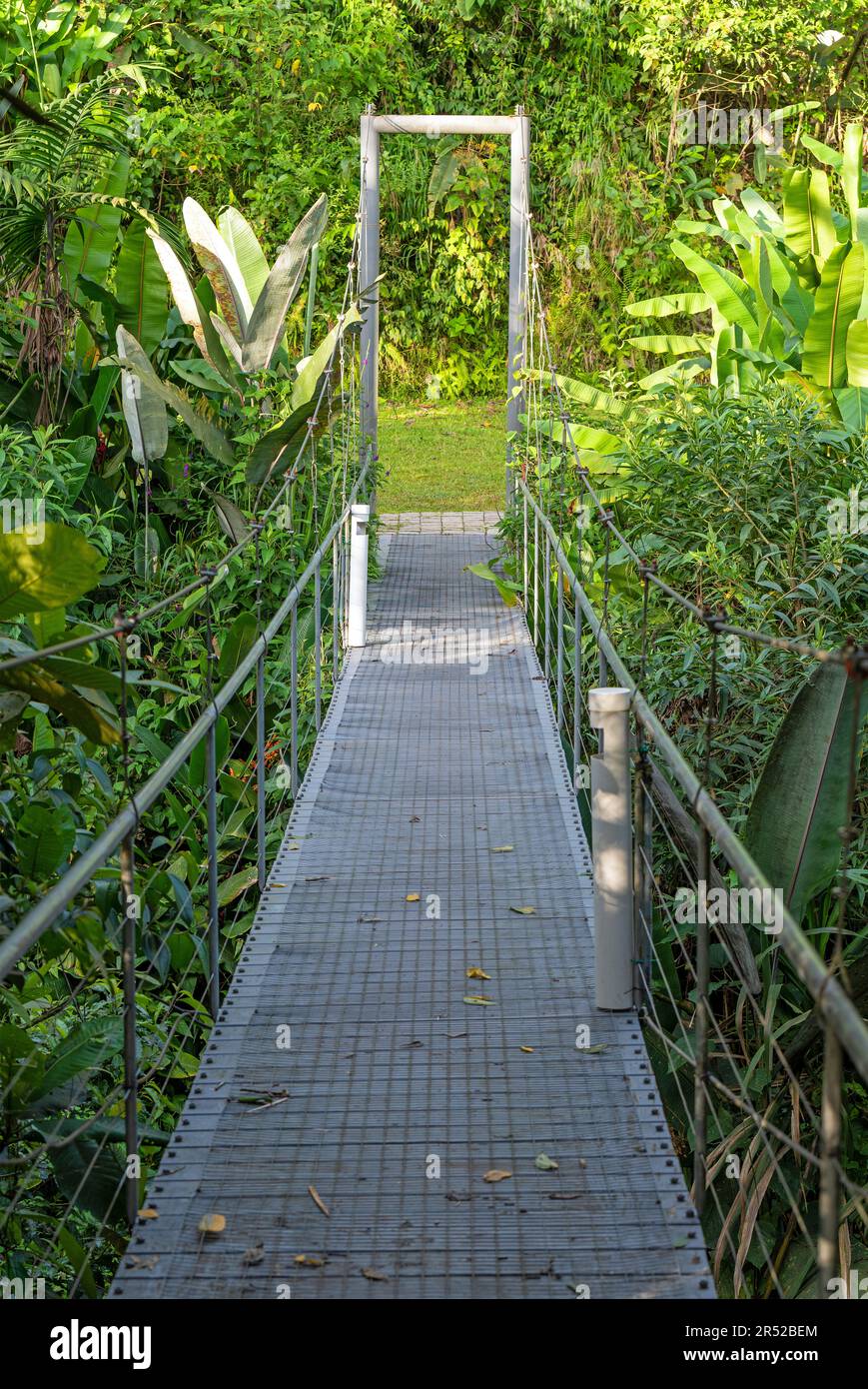 Hanging bridge, Mindo Cloud Forest, Ecuador Stock Photo - Alamy
