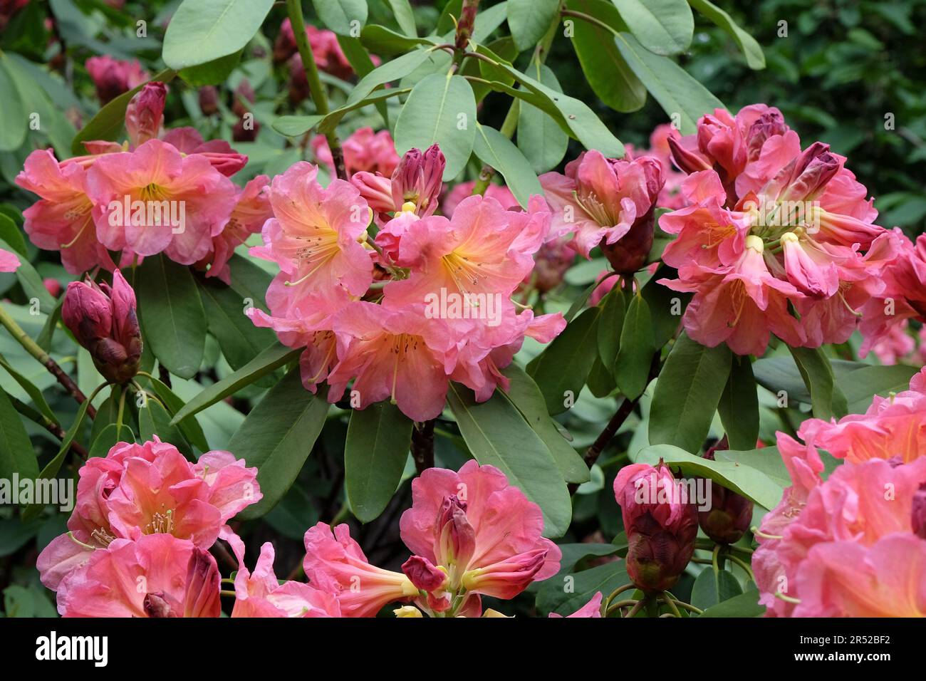 Bachs choir hi-res stock photography and images - Alamy