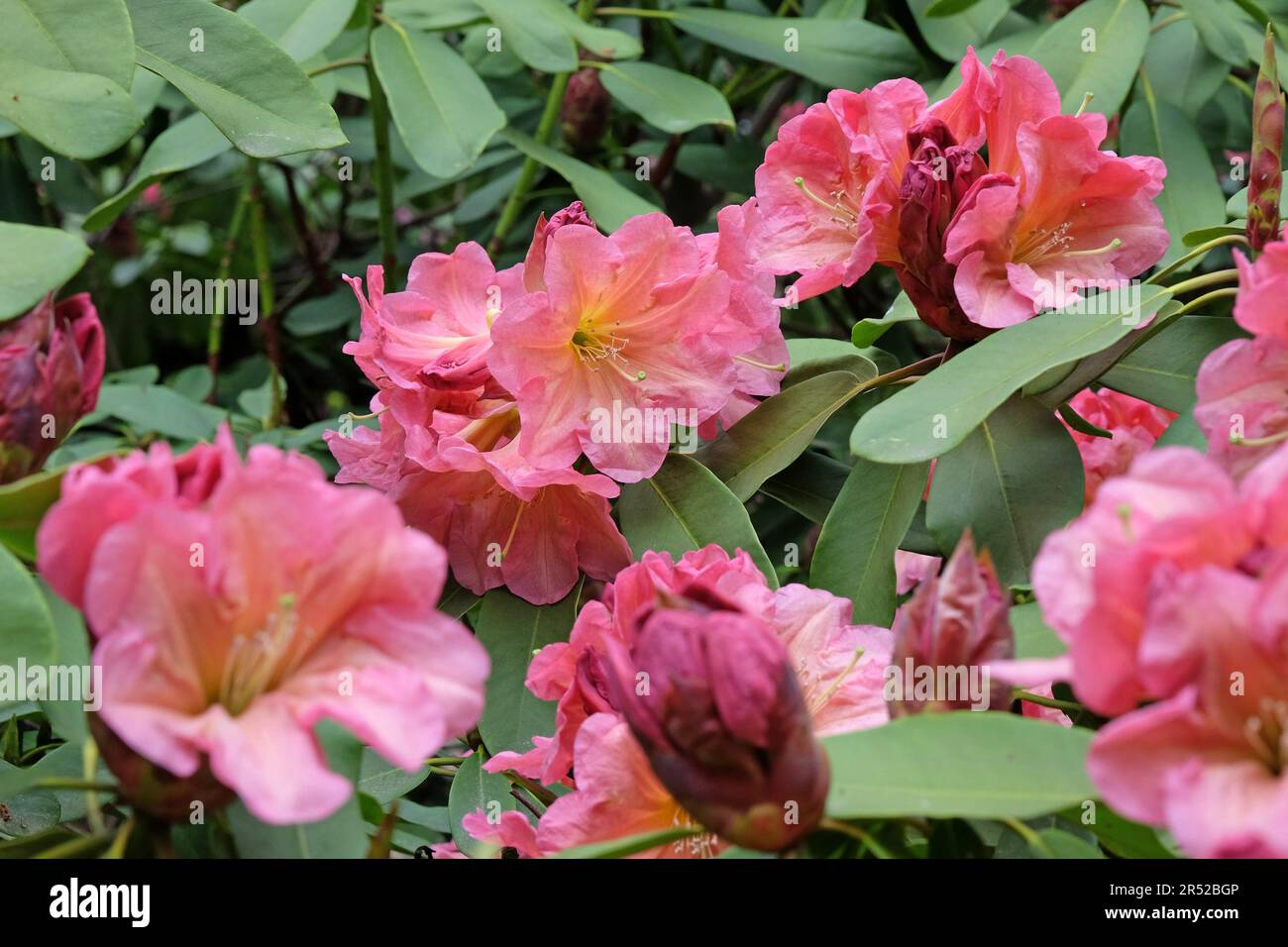 Rhododendron 'Bach Choir' in flower Stock Photo - Alamy