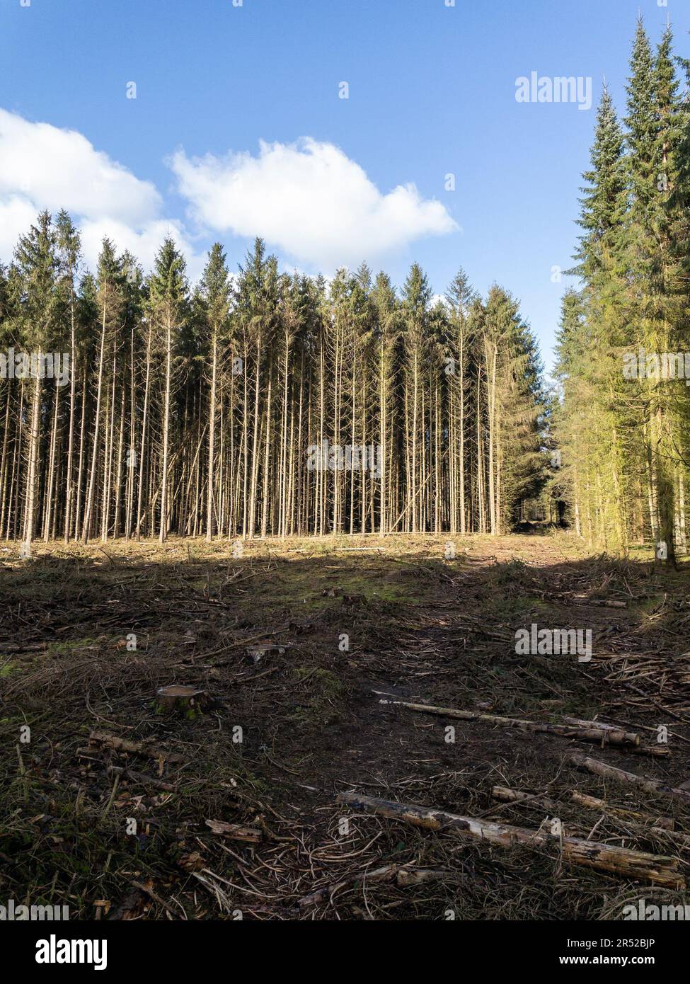 Deforestation of pine forest hi-res stock photography and images - Alamy