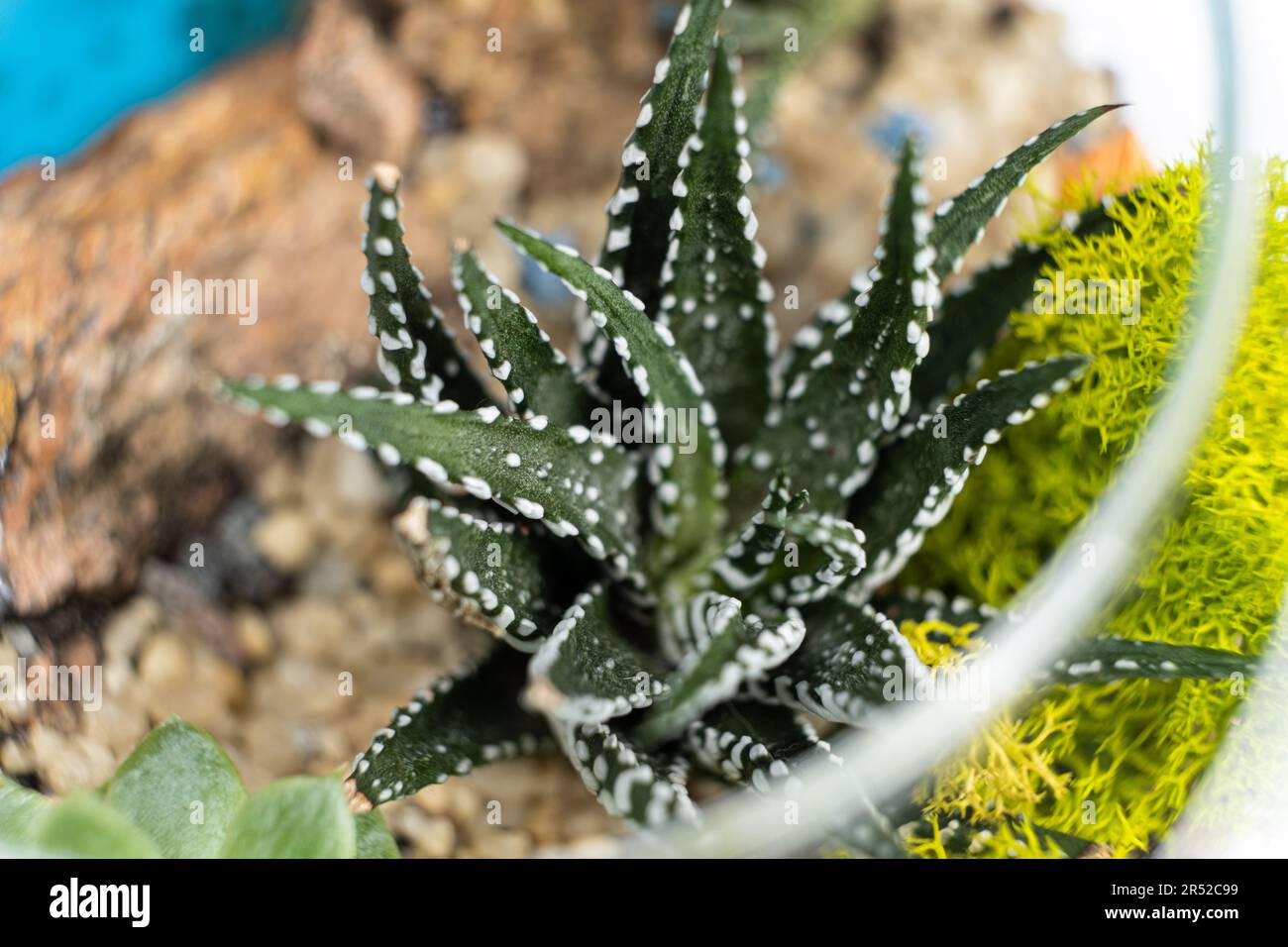 Haworthia and other succulents close-up macro in a transparent glass ...