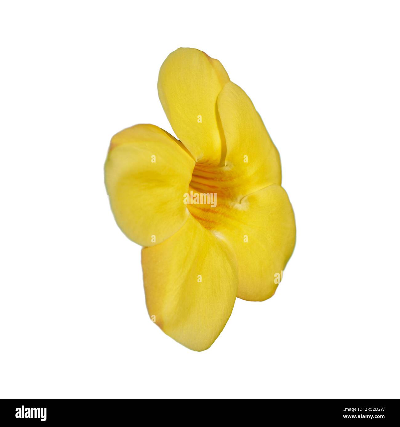 Stunning stock photo capturing the details of a yellow tropical flower ...