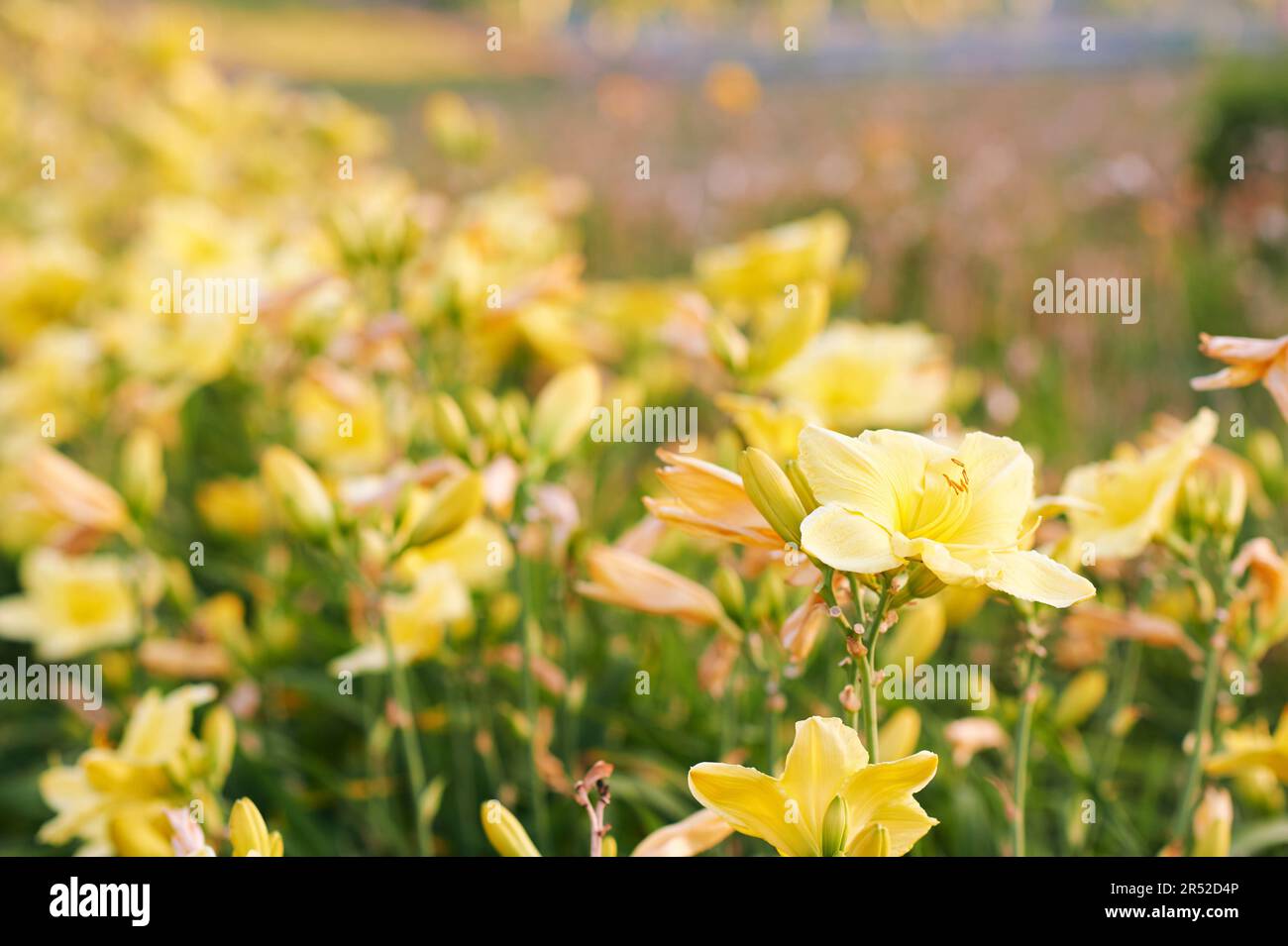 Blooming yellow lilies hi-res stock photography and images - Alamy