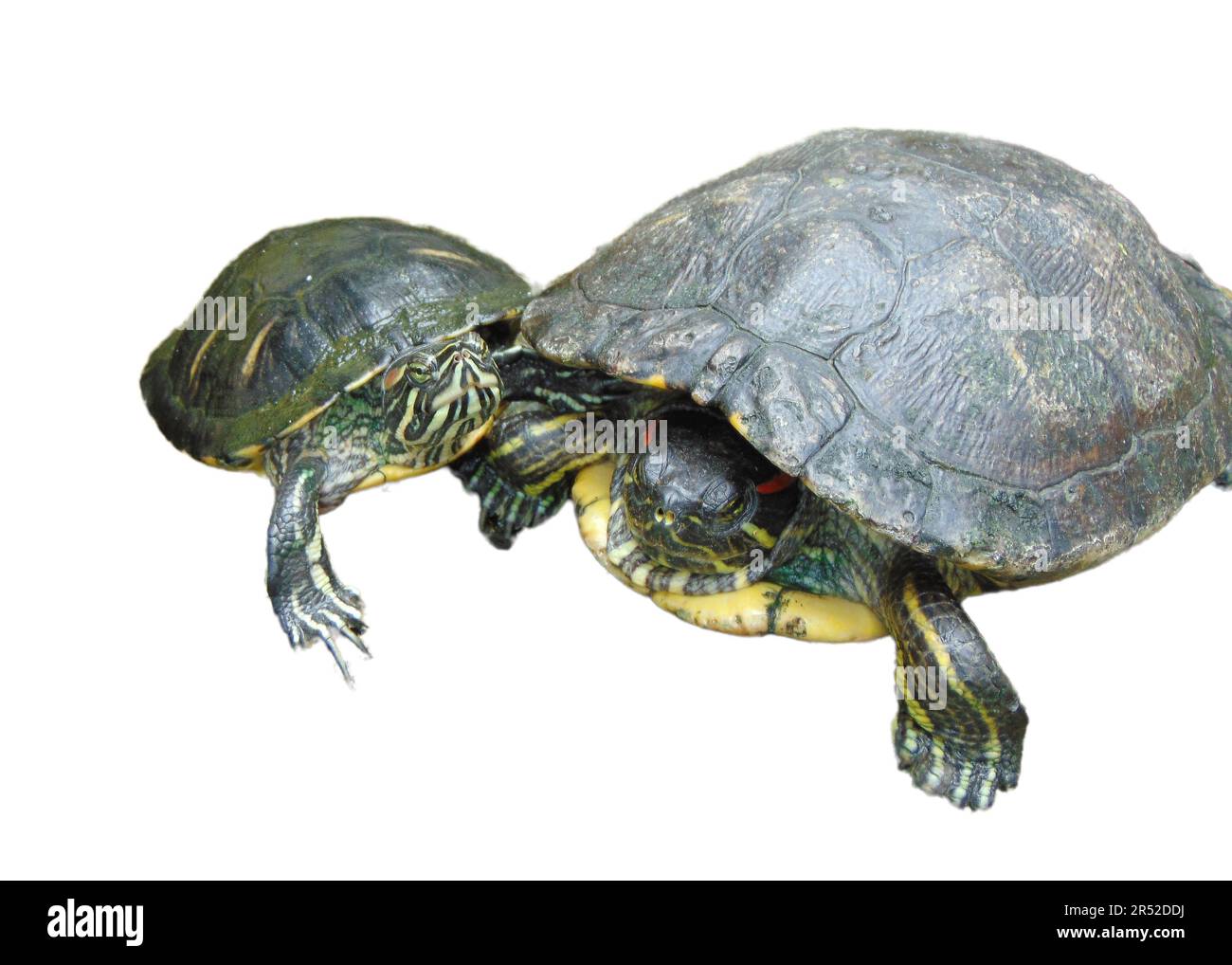 Two turtles isolated on white background Stock Photo - Alamy