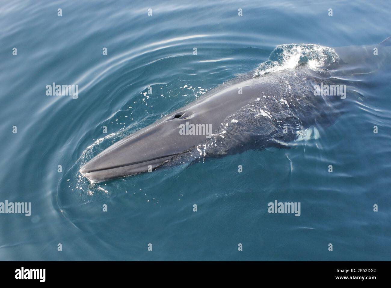 Happy Baby Minke Whale Stock Photo - Alamy