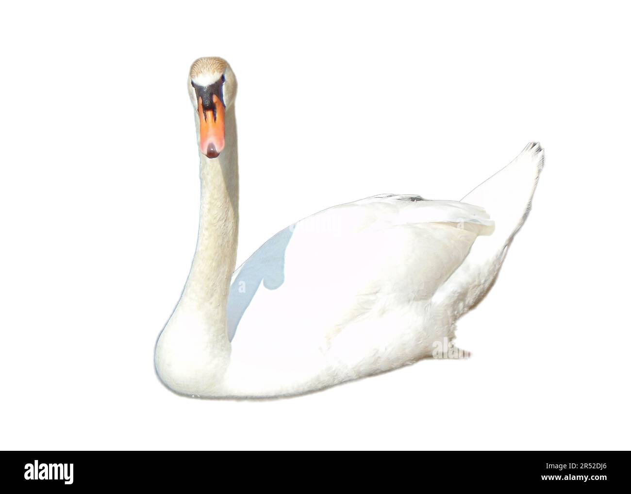 White swan isolated on white background Stock Photo - Alamy