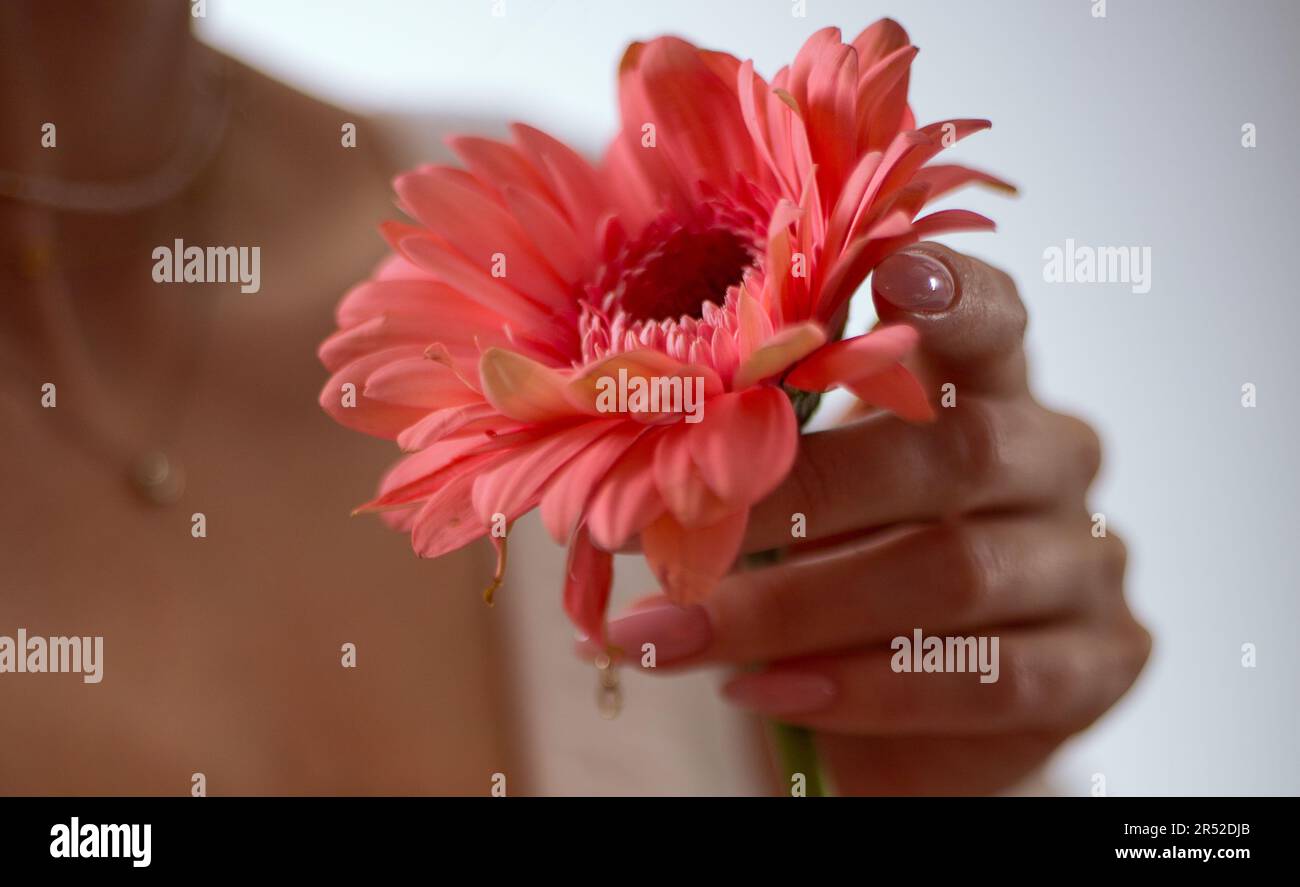 Pink feminine background hand hi-res stock photography and images - Alamy