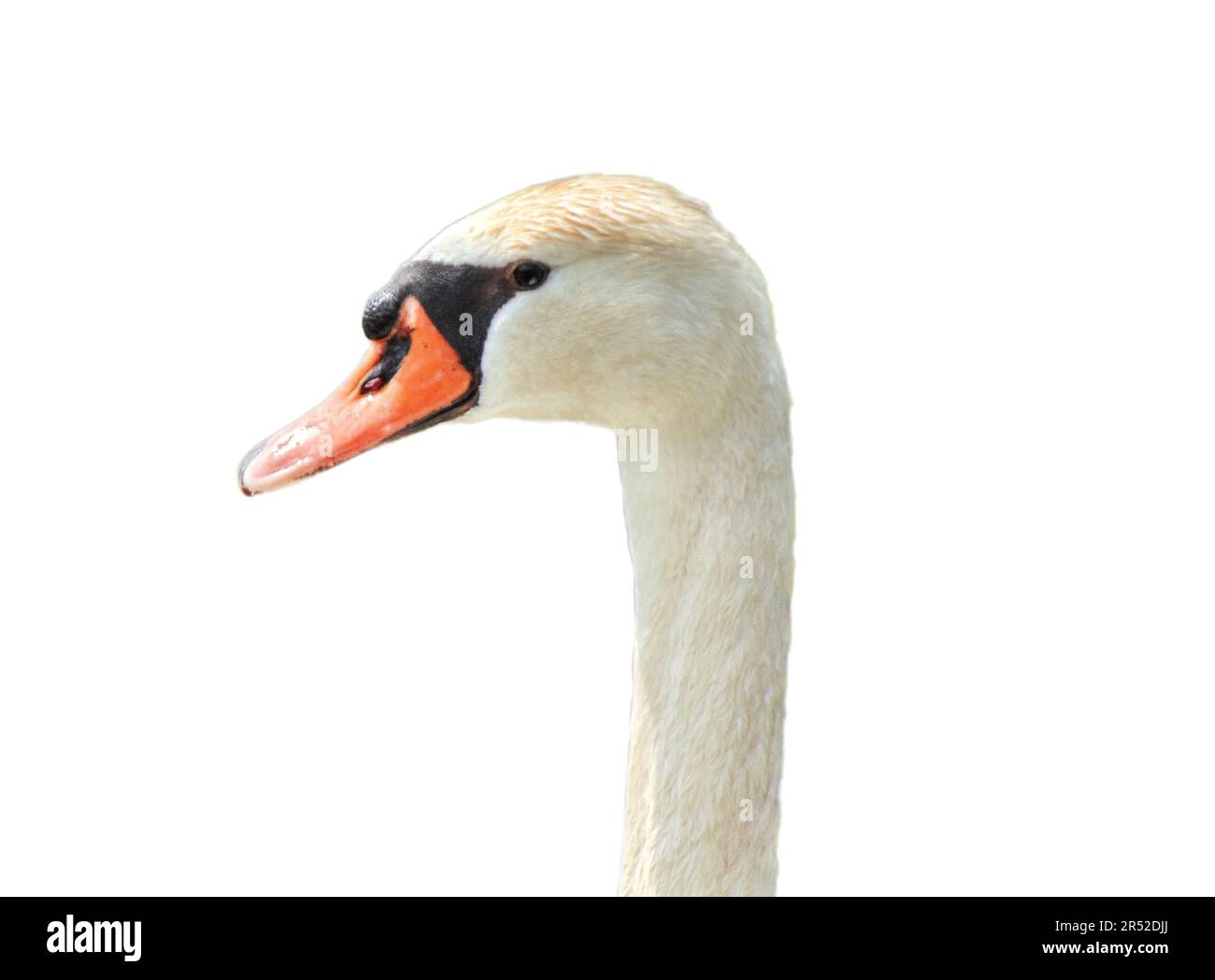 White swan Cut Out Stock Images & Pictures - Alamy