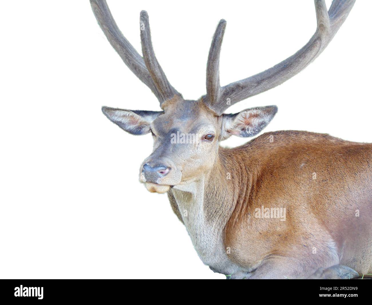 Stag isolated on white background Stock Photo - Alamy