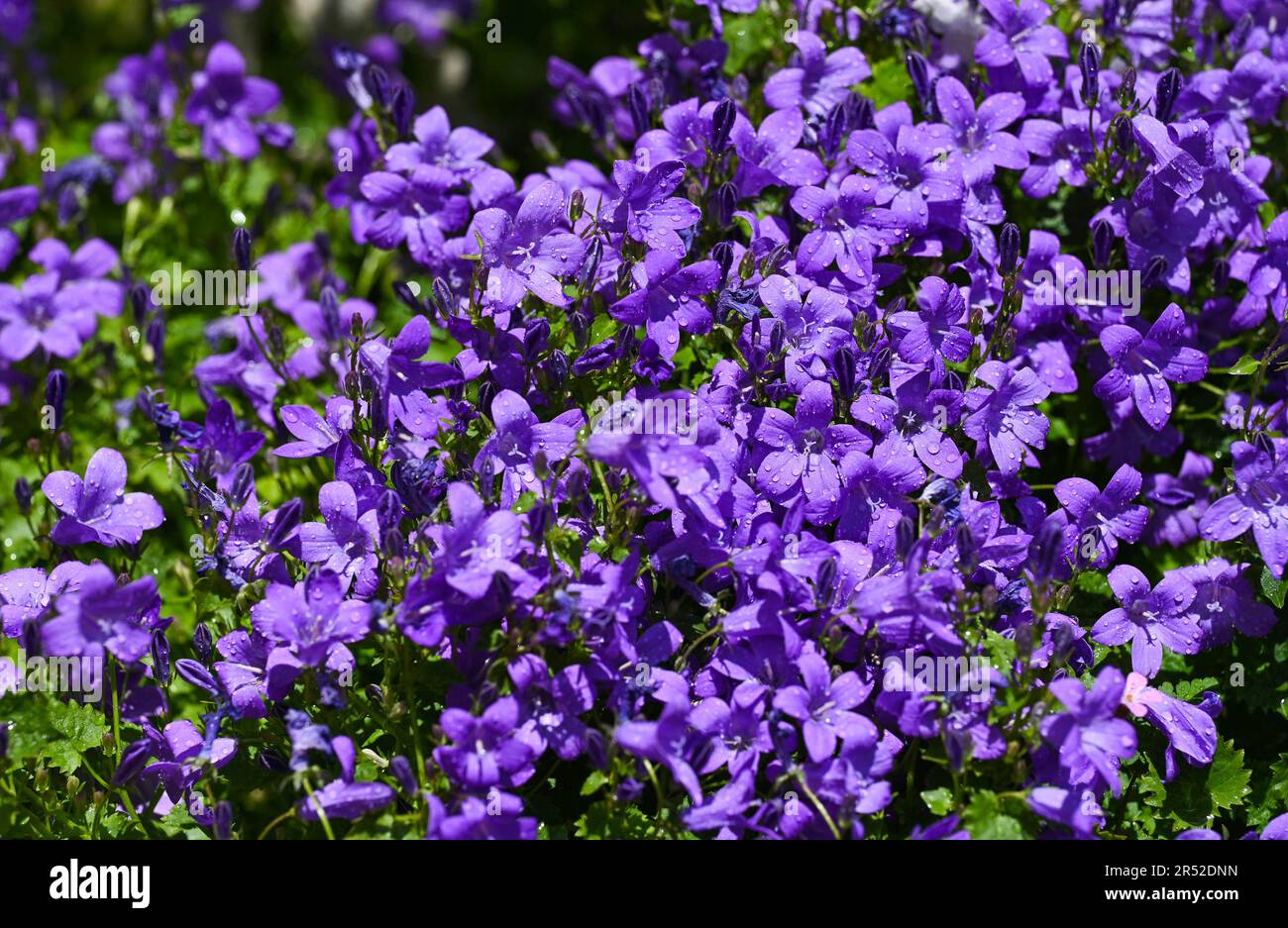 Campanula flowers commonly known as bellflowers growing on a small ...