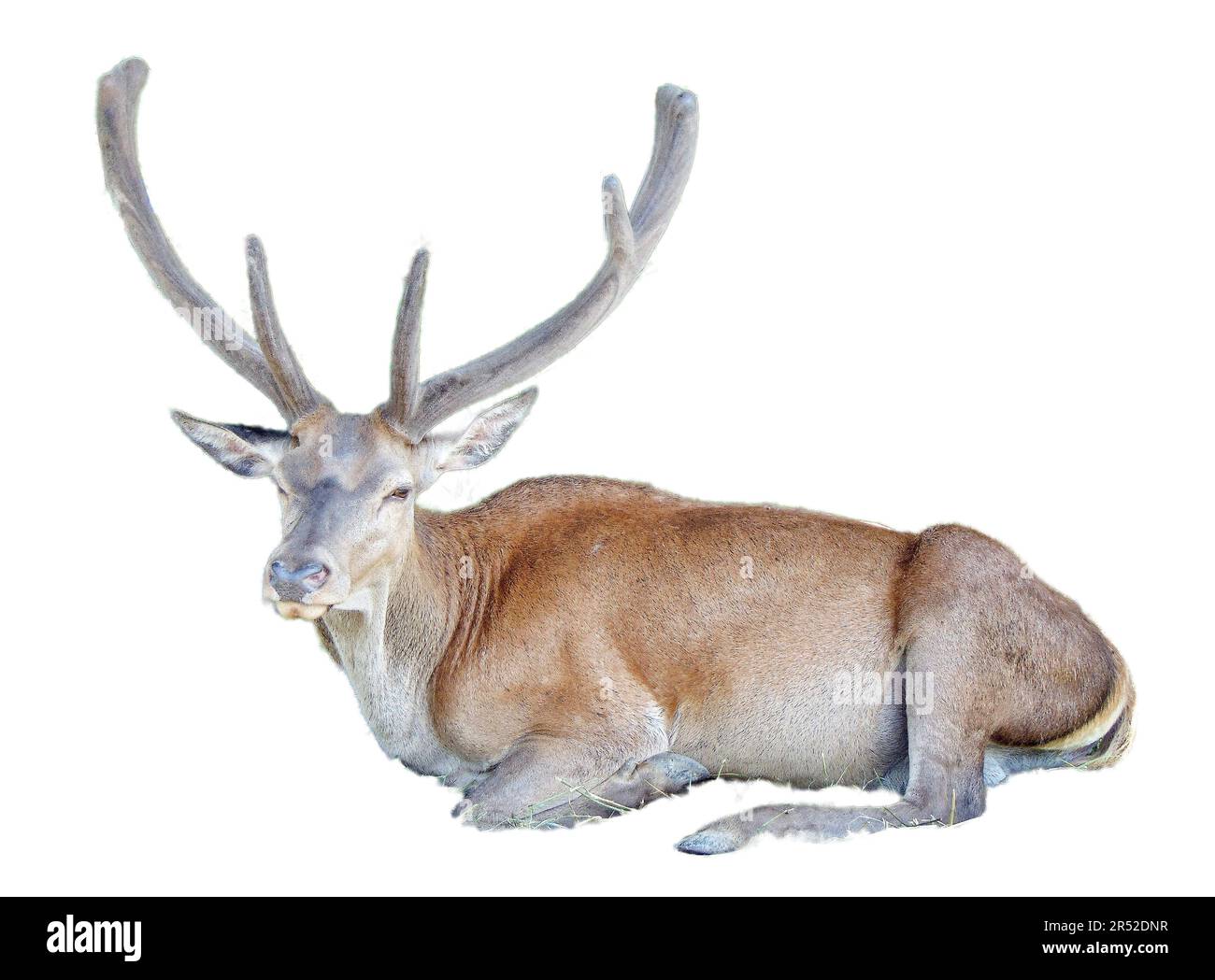 Stag isolated on white background Stock Photo - Alamy