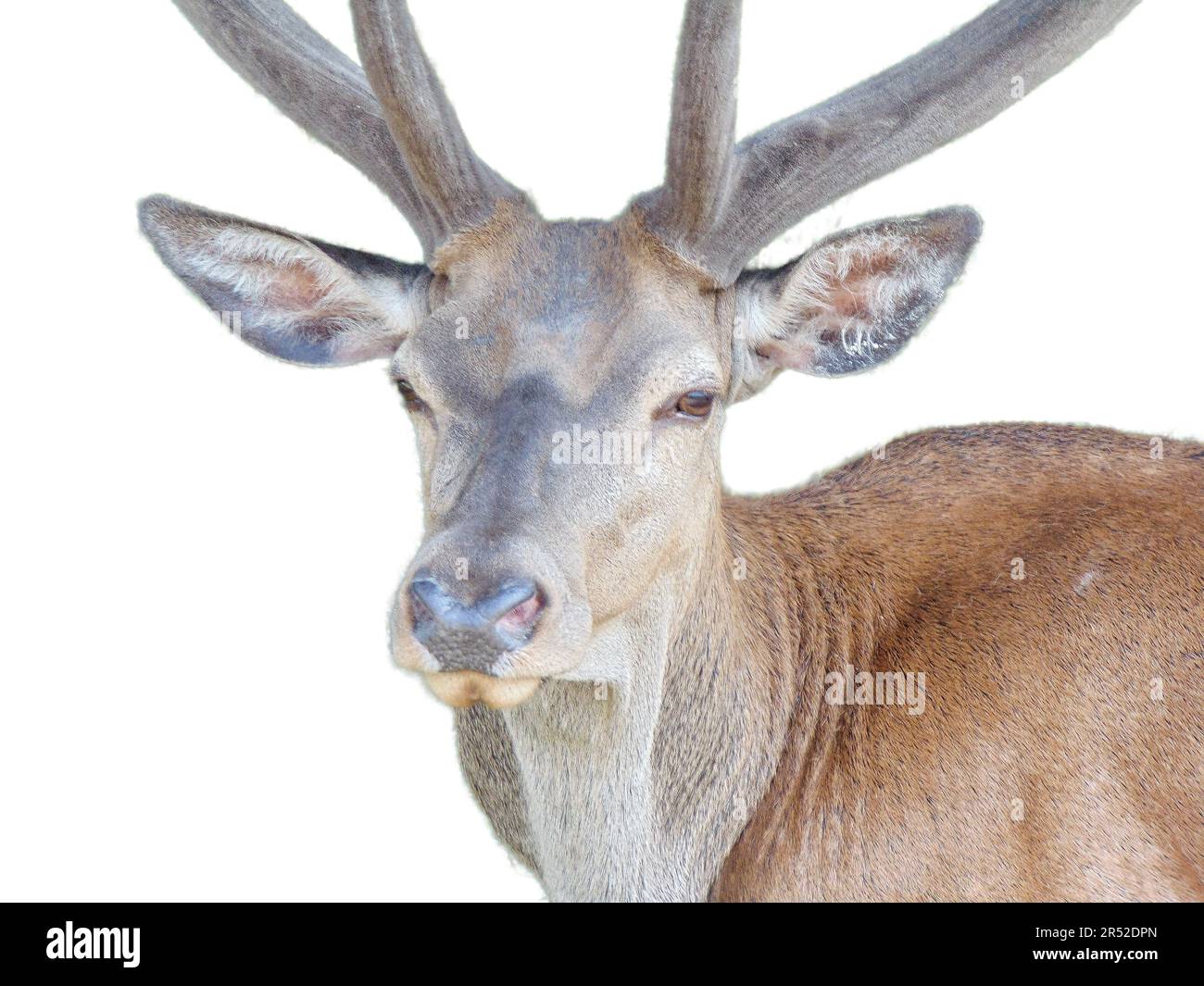 Stag isolated on white background Stock Photo - Alamy