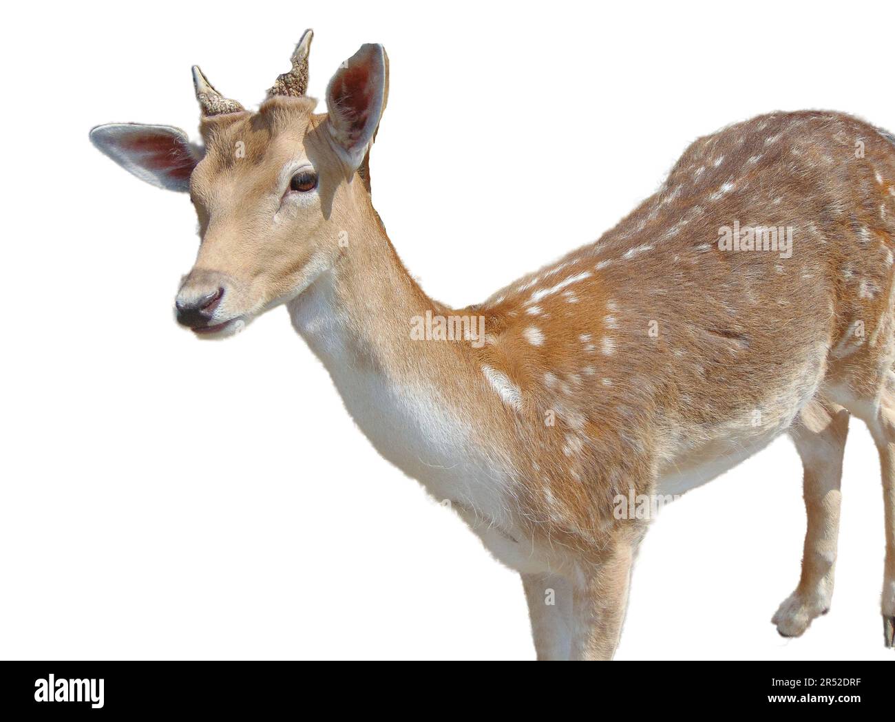 Little deer isolated on white background Stock Photo - Alamy