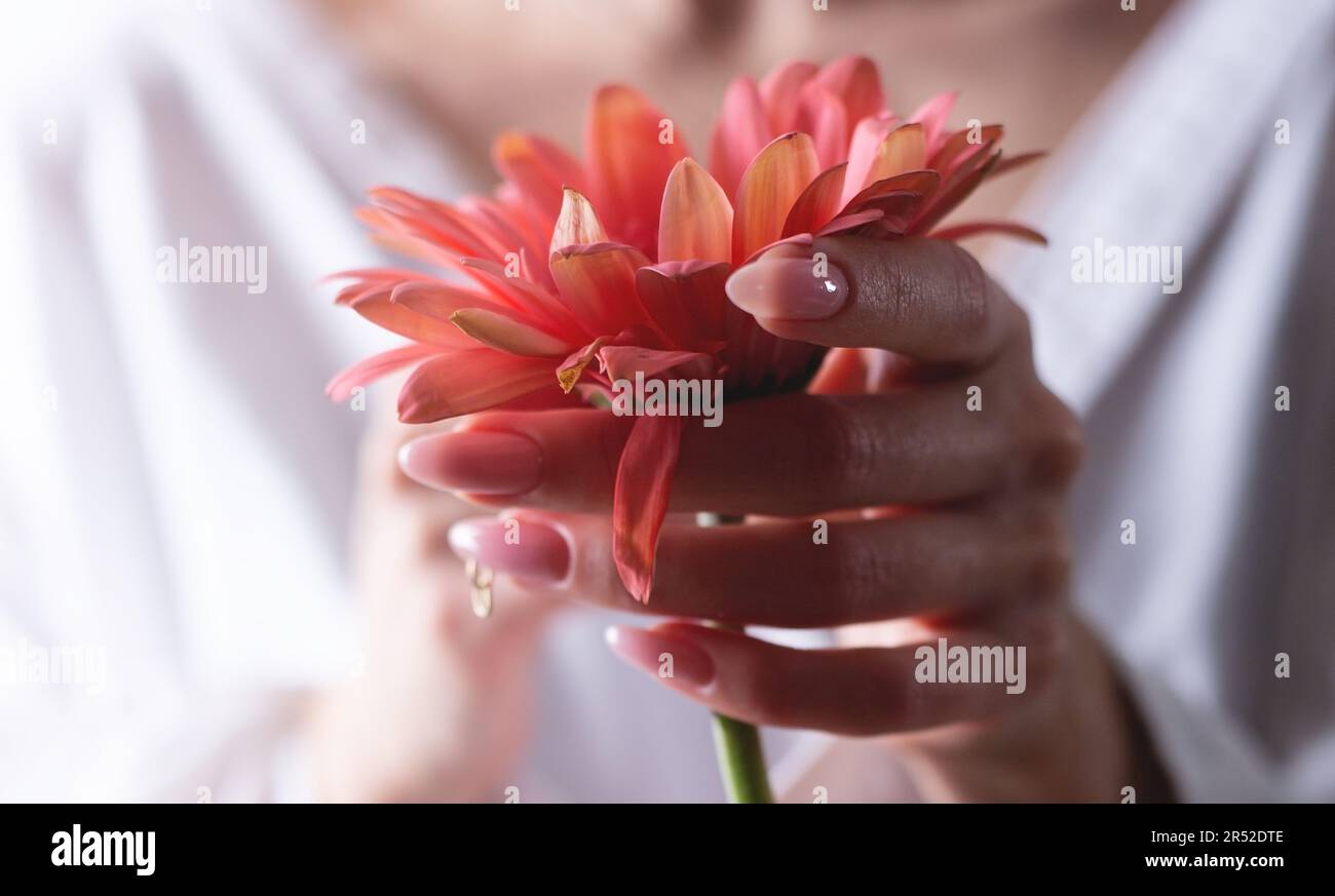 Pink flower in a female hand Stock Photo - Alamy
