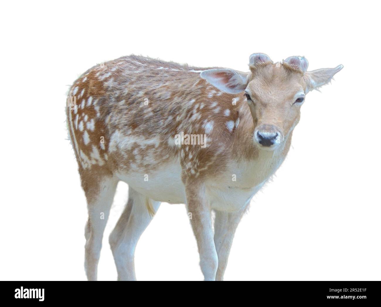 Little deer isolated on white background Stock Photo - Alamy