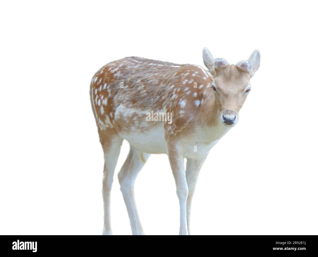 Little deer isolated on white background Stock Photo - Alamy