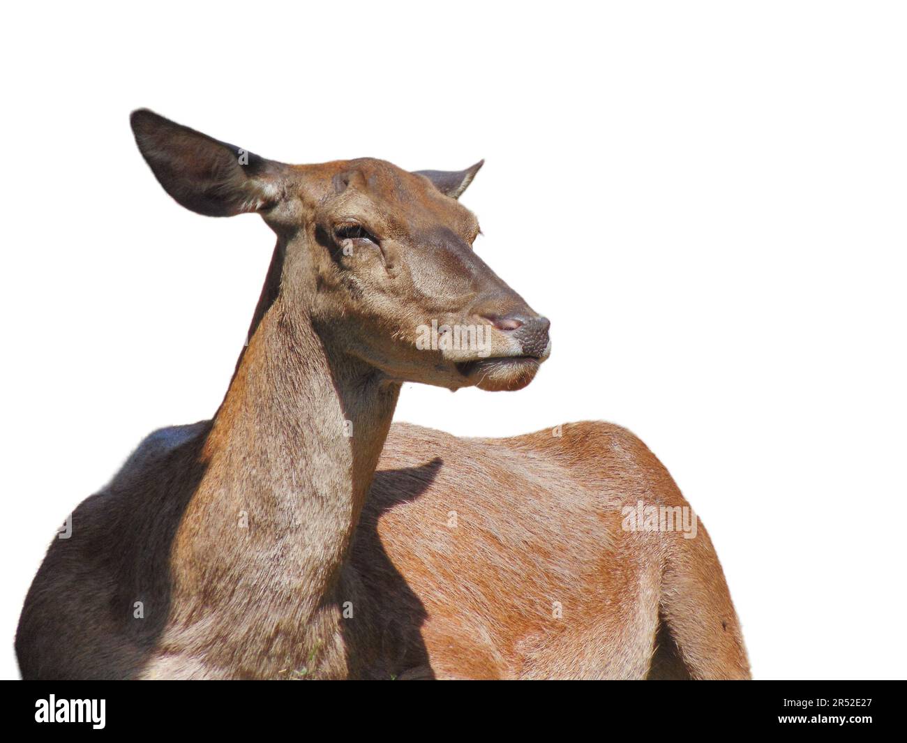 Doe isolated on white background Stock Photo - Alamy