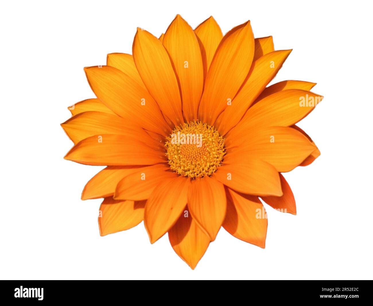 Orange treasure flower isolated on white. Gazania rigens Stock Photo ...