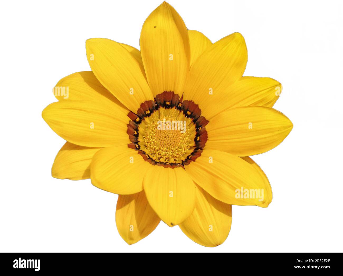 Yellow treasure flower isolated on white. Gazania rigens Stock Photo ...