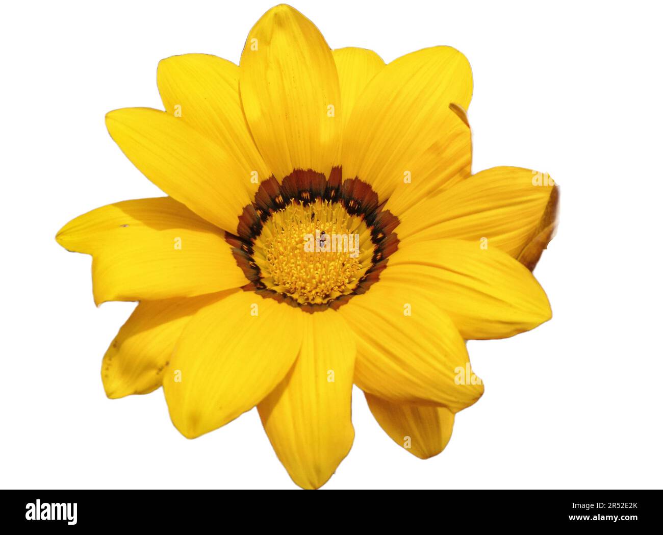 Yellow treasure flower isolated on white. Gazania rigens Stock Photo ...