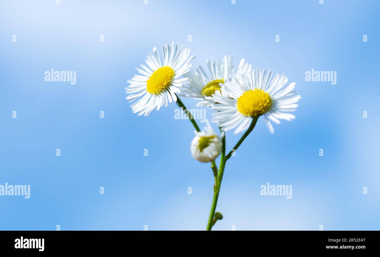 Summer pretty flowers Stock Photo - Alamy