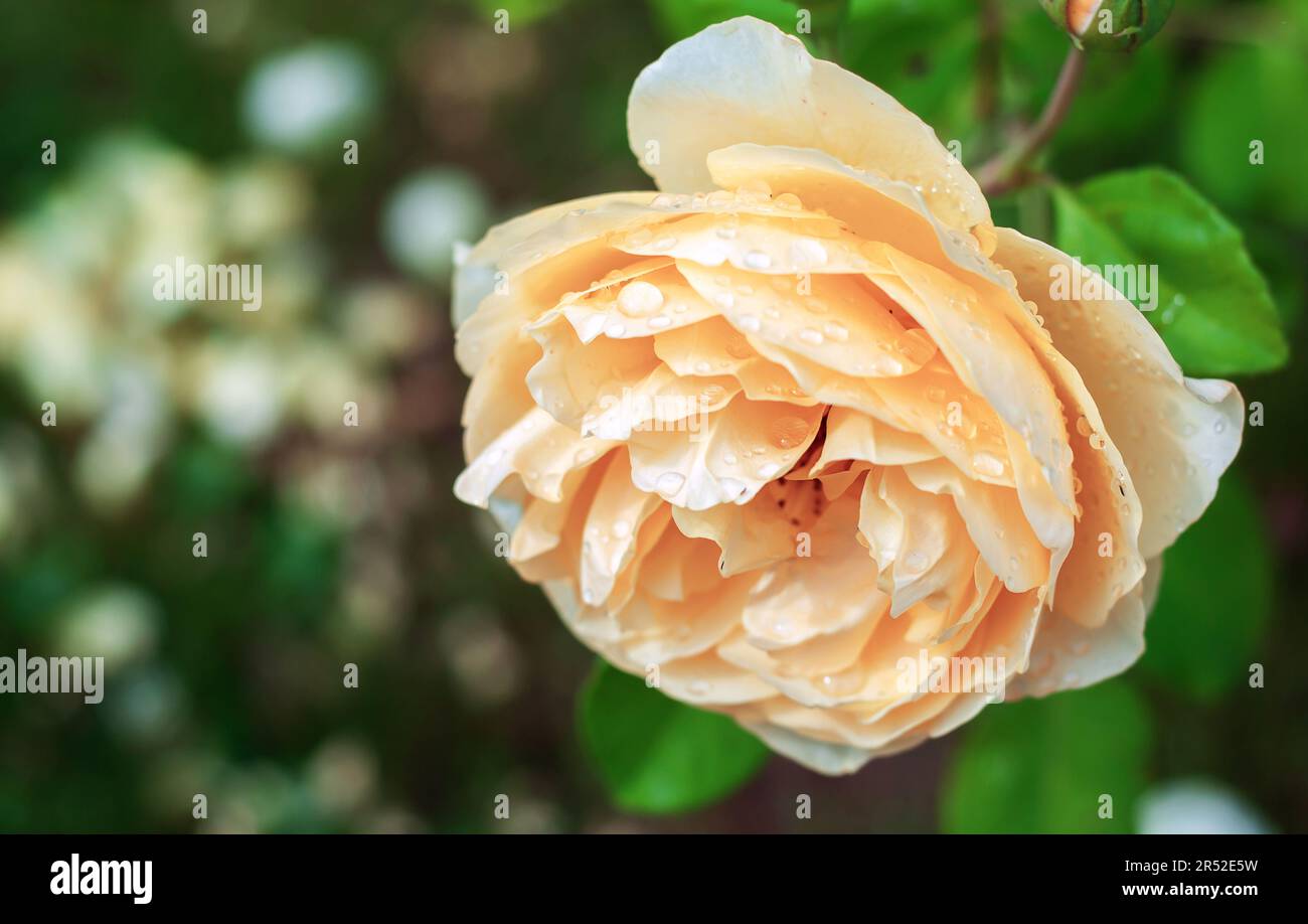 Yellow Delicate rose with raindrops Stock Photo - Alamy