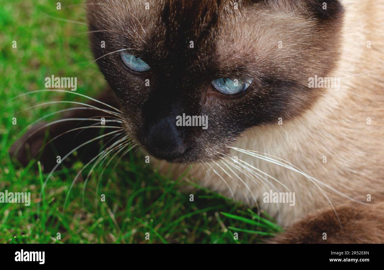 beautiful brown cat, Siamese, with blue eyes lies in a green grass ...