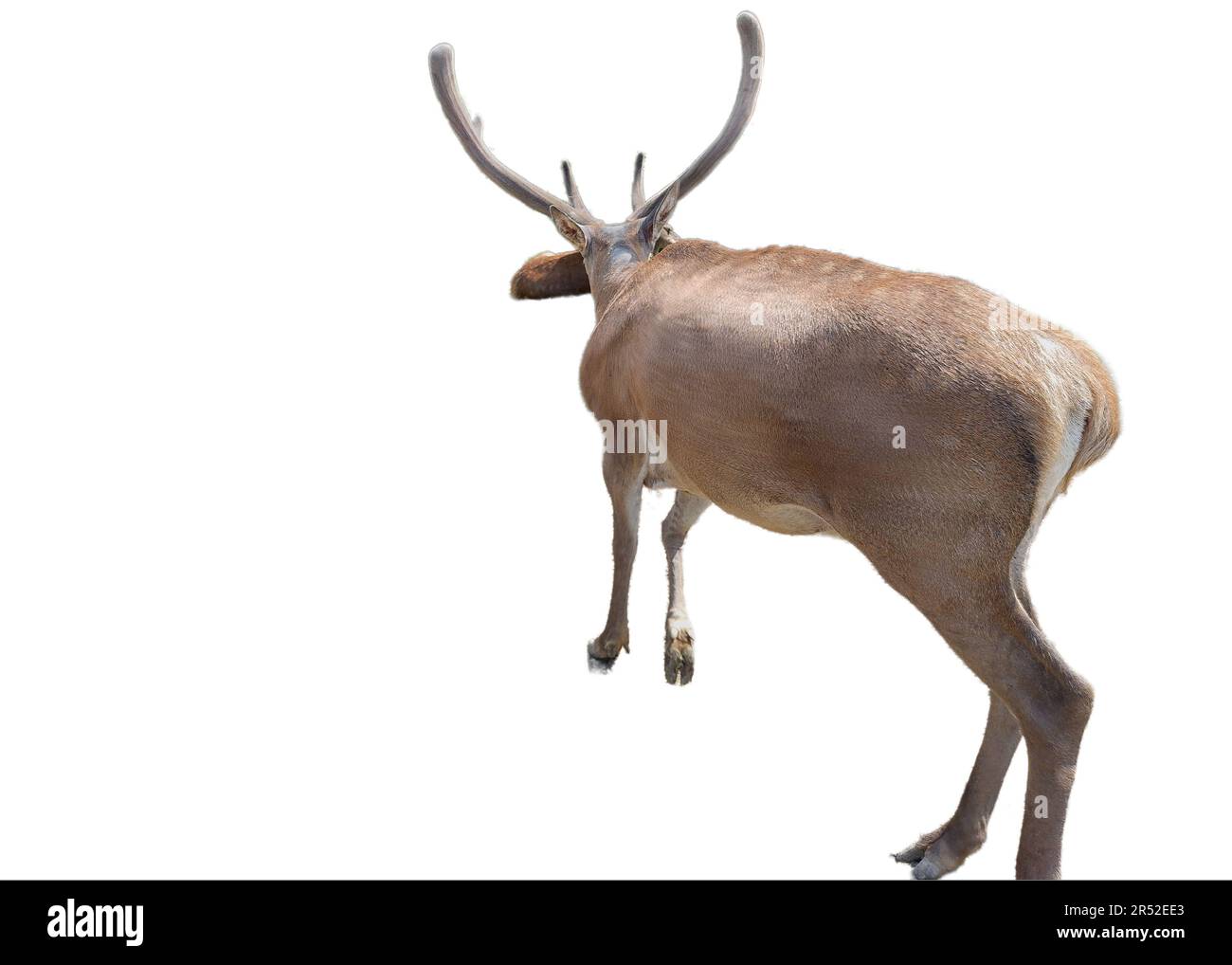 Stag seen from behind. Isolated on white Stock Photo - Alamy