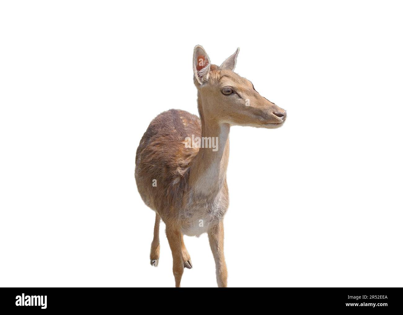Little deer isolated on white background Stock Photo - Alamy