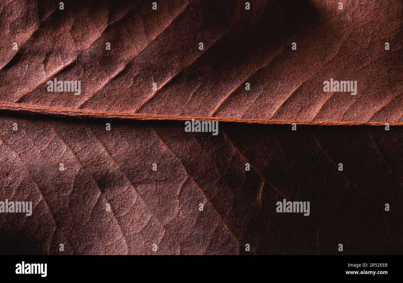 dry brown leaf texture, autumn background Stock Photo - Alamy