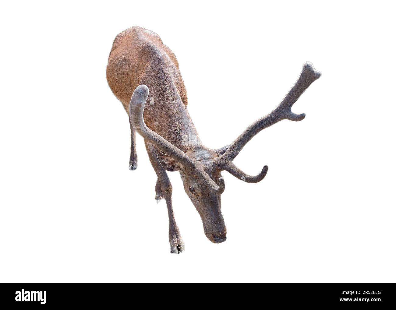 Stag isolated on white background Stock Photo - Alamy