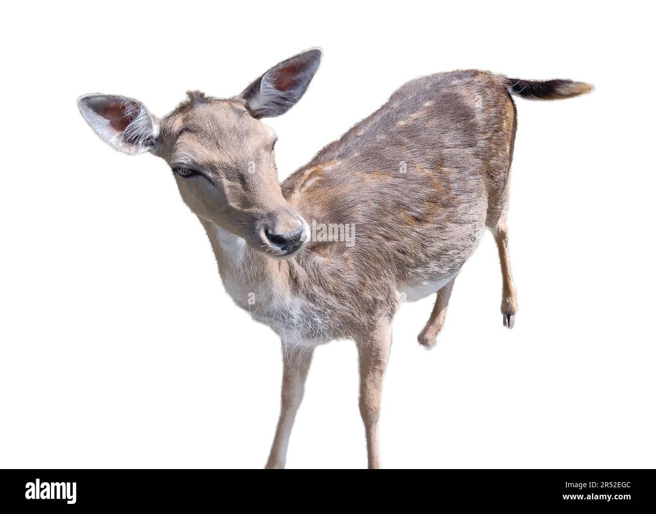Little deer isolated on white background Stock Photo - Alamy