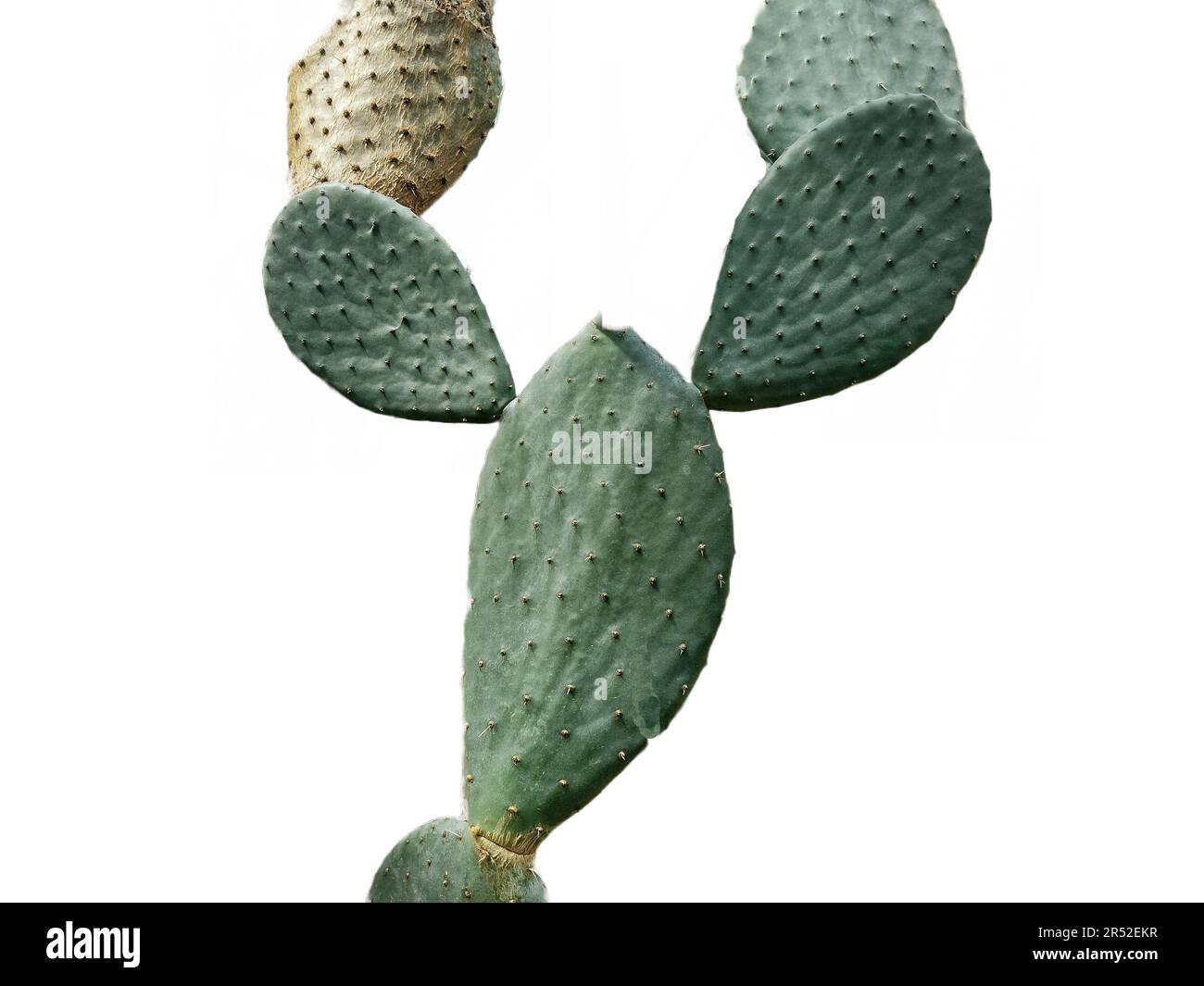 Opuntia ficus-indica isolated on white background Stock Photo - Alamy