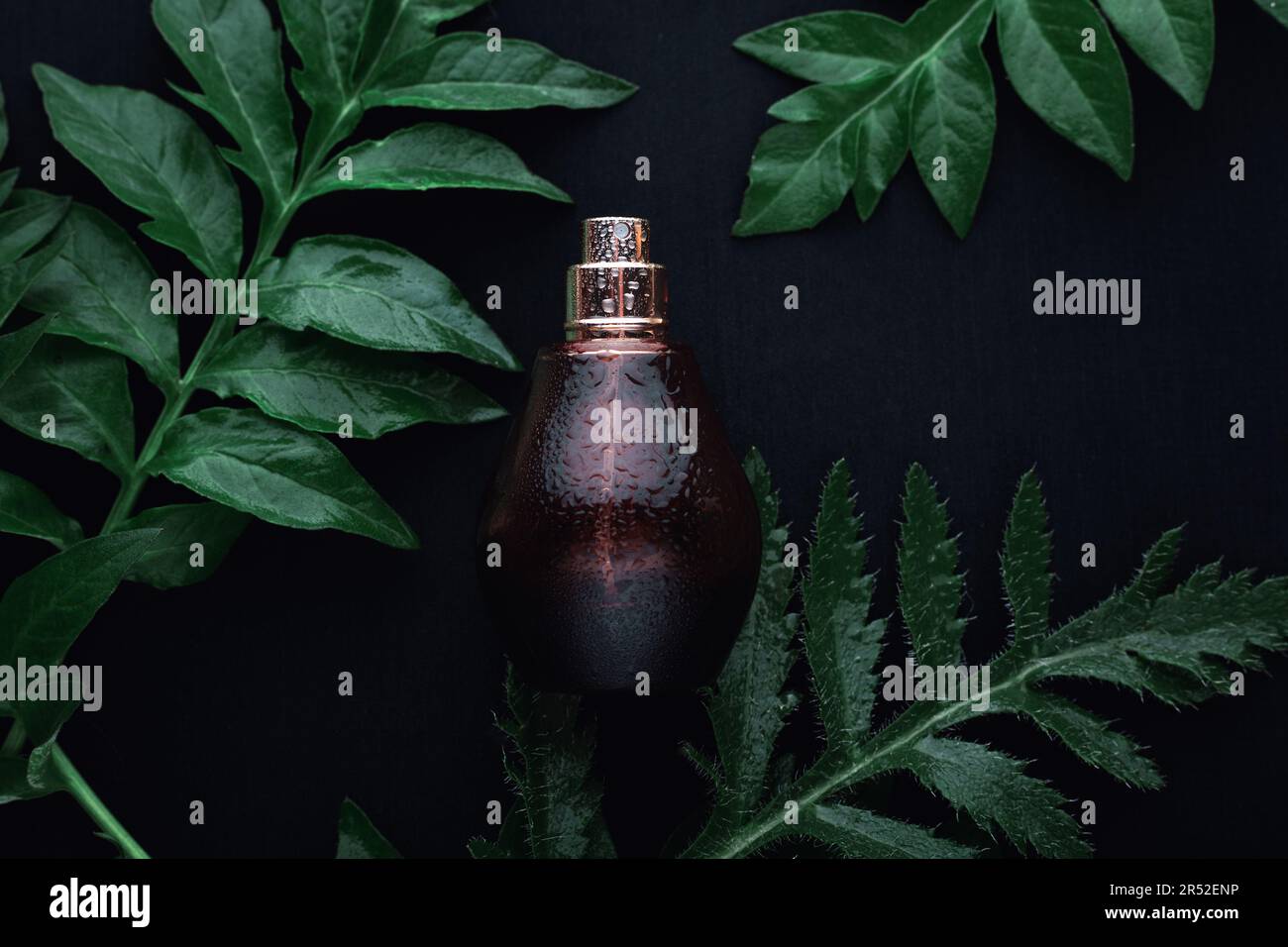 Mens perfume with wet green leaves on dark background Stock Photo - Alamy