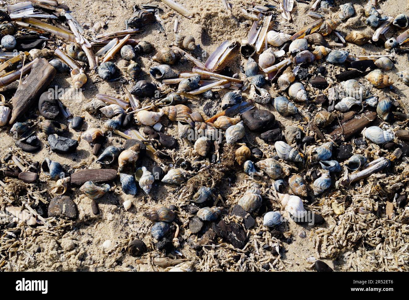 Shells and stones the beach at the northern sea in Blavand Denmark ...