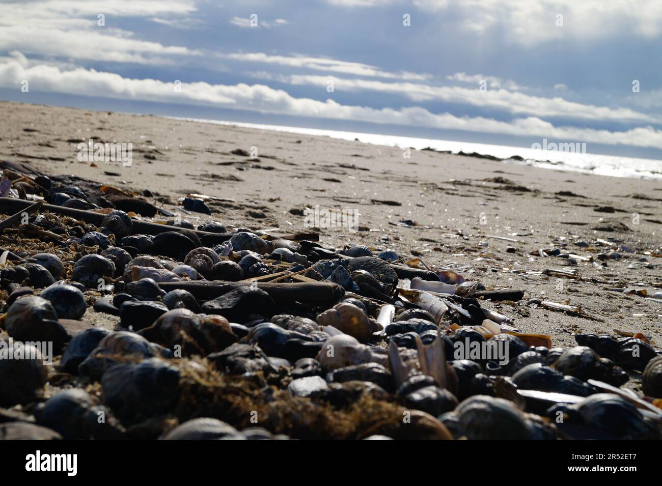 Shells and stones the beach at the northern sea in Blavand Denmark ...