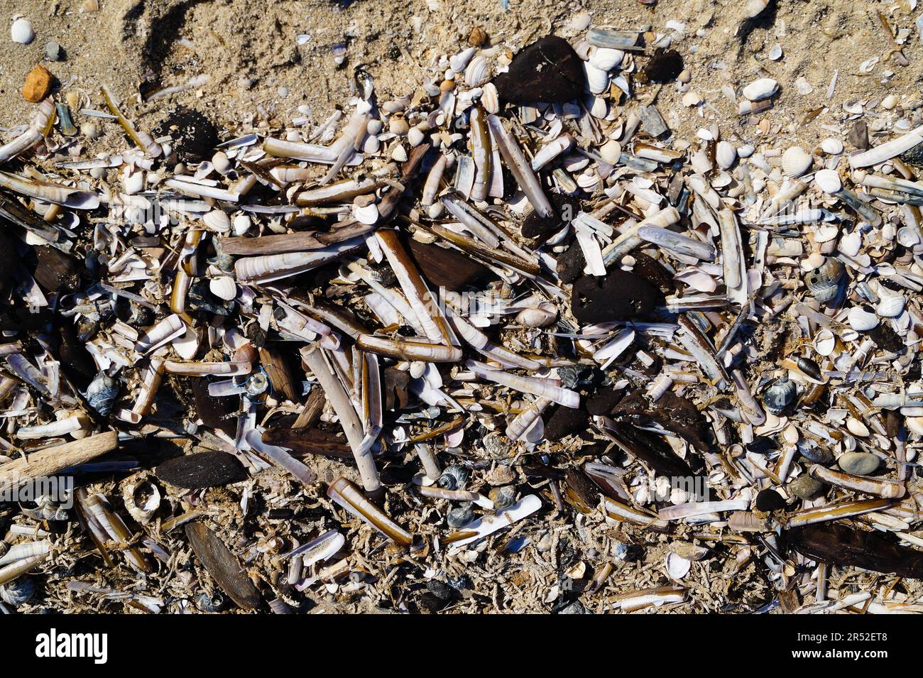 Shells and stones the beach at the northern sea in Blavand Denmark ...