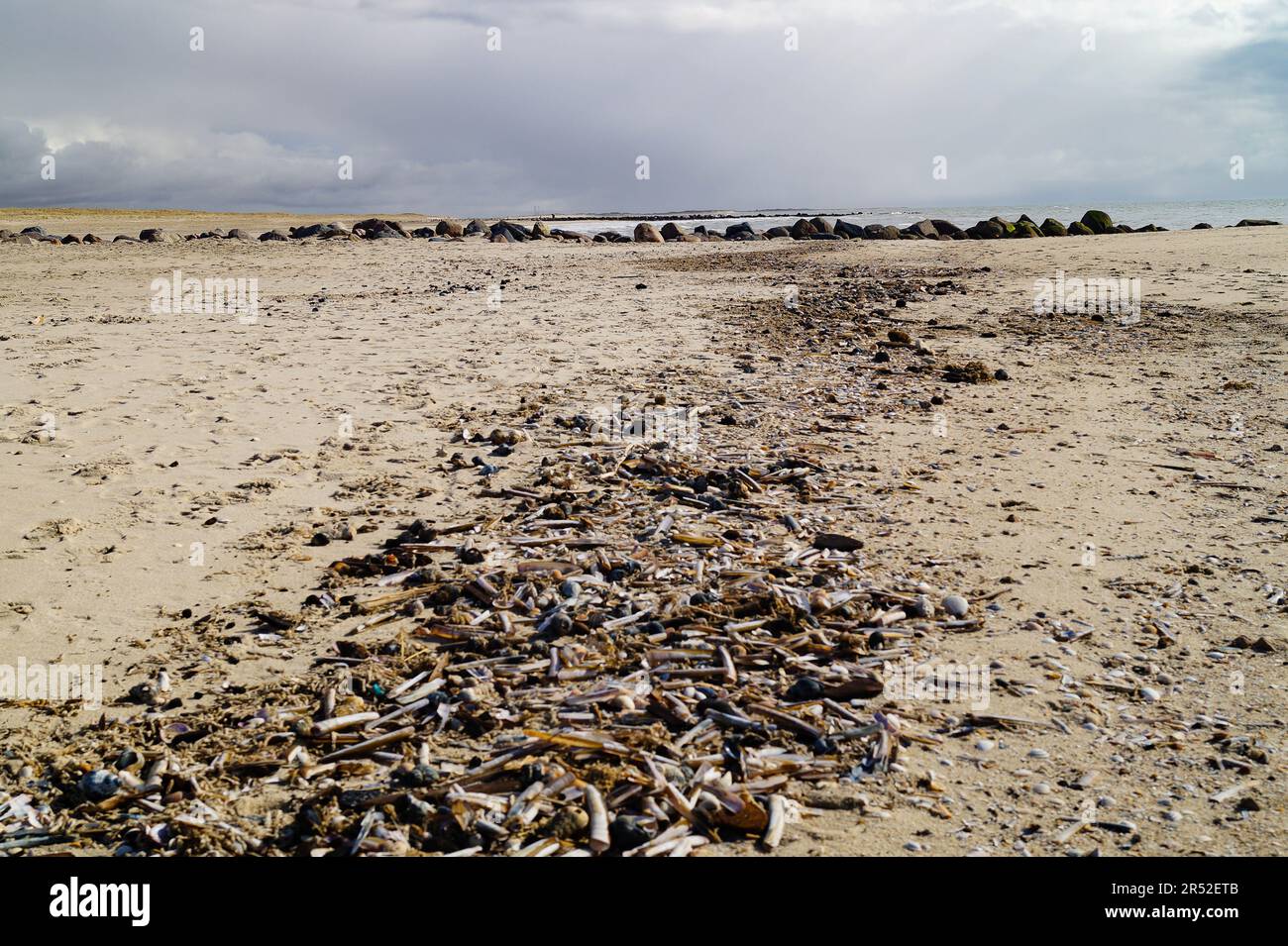 Shells and stones the beach at the northern sea in Blavand Denmark ...