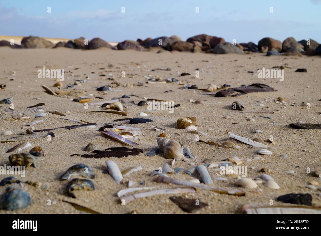 Shells and stones the beach at the northern sea in Blavand Denmark ...