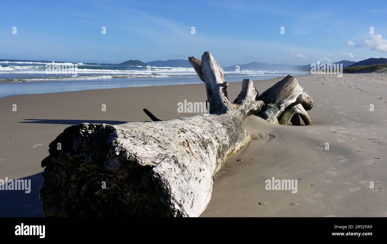 Picture of an old stranded tree at endless and lonely beach in Brasil ...