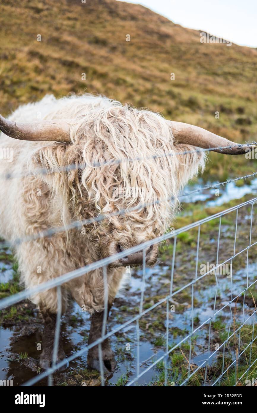 Close up of Highland Cattle, a Scottish cattle breed. Hairy cow with ...