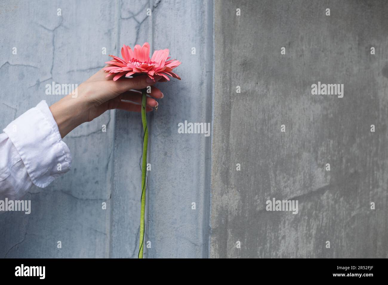 Pink flower in a female hand Stock Photo - Alamy