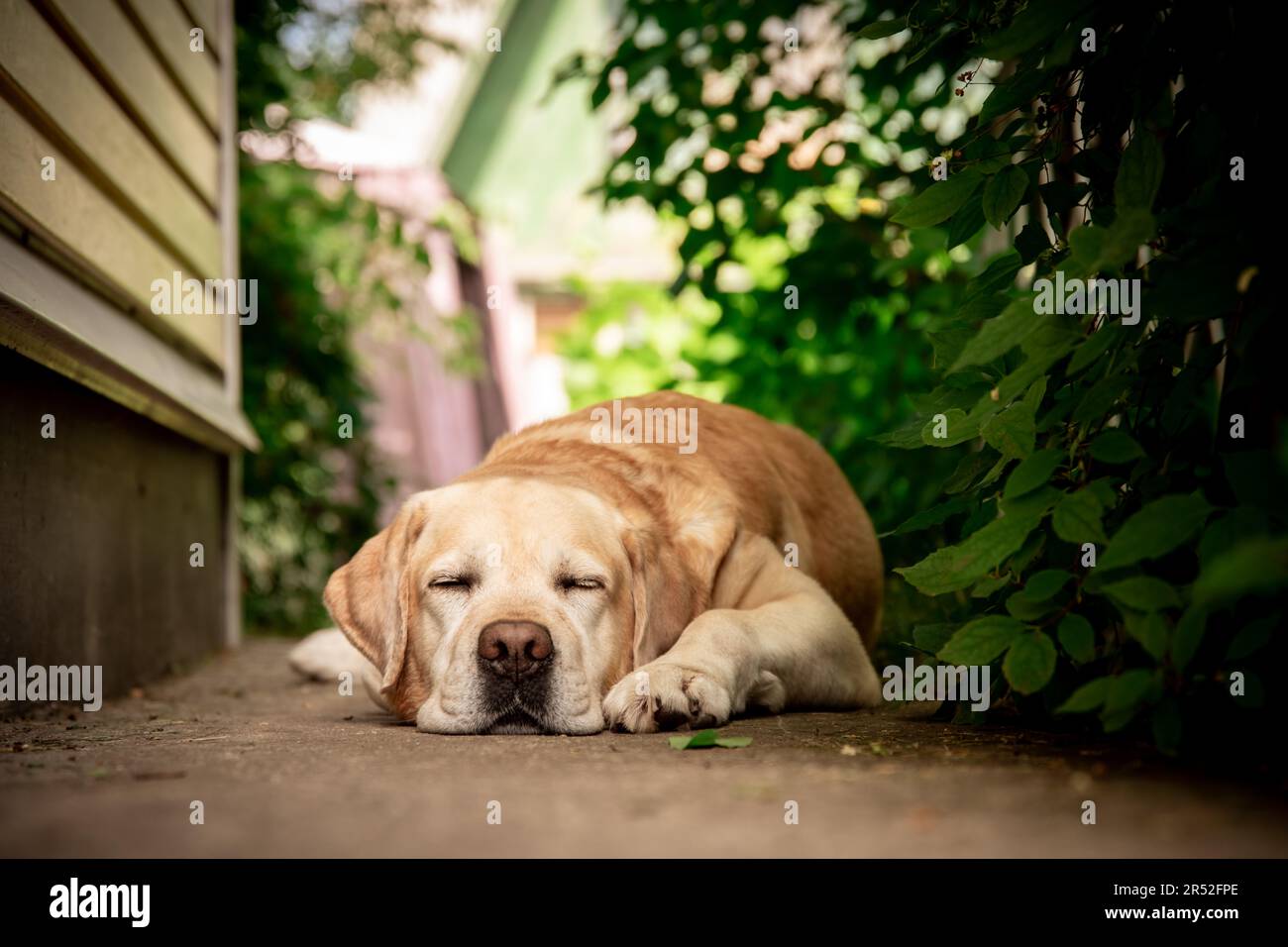 cute fawn Labrador lies on a path in the garden Stock Photo - Alamy
