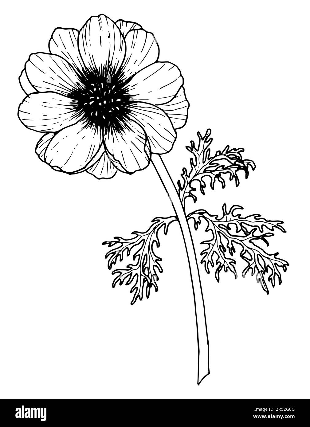 Vector Anemone Flower. Hand drawn floral illustration on white isolated ...