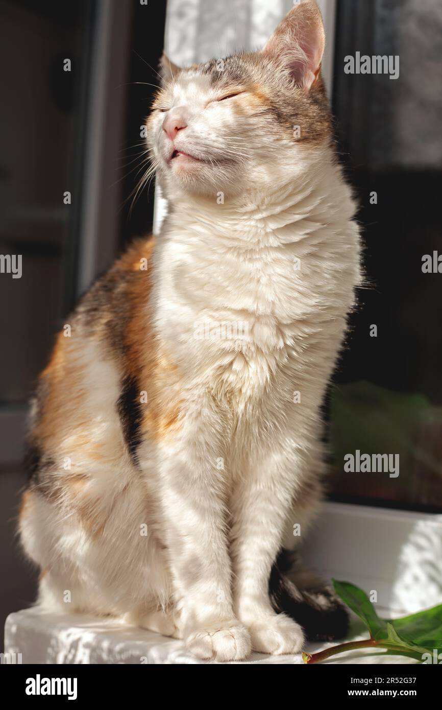 Cute black cat enjoying sun hi-res stock photography and images - Alamy